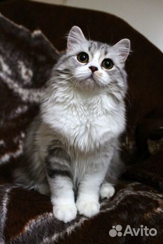 Чистокровная кошка хайленд страйт в добрые руки