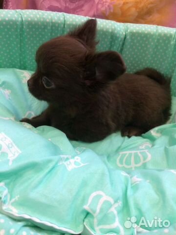 Щенки чихуахуа мальчики и девочки