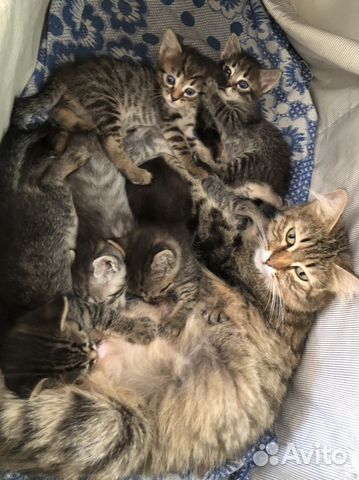 Котята тигрята в добрые руки