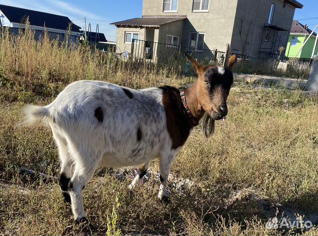 Коза карликовая камерунская
