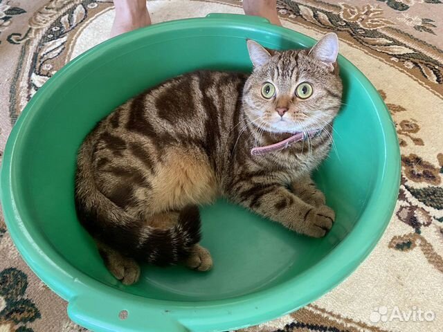Котик в очень добрые руки