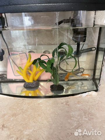 Аквариум и рыбки