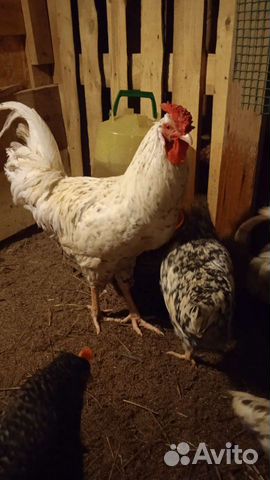 Петухи породные и не только