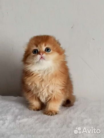 Золотая шоколадная девочка SFL by11