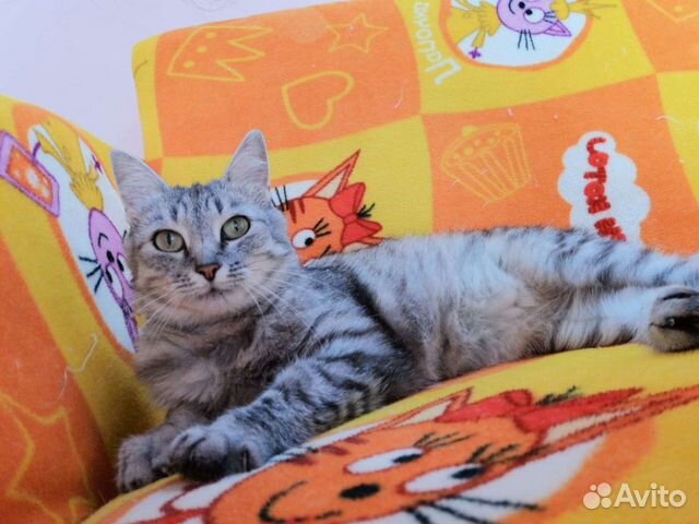 Кошка в дар бесплатно