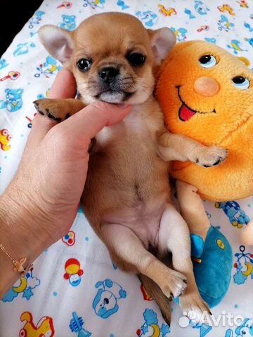 Красавица Тэя,девочка чихуахуа