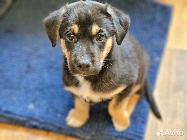 Щенок Маруся 2 мес.Привита Паспорт Привезем