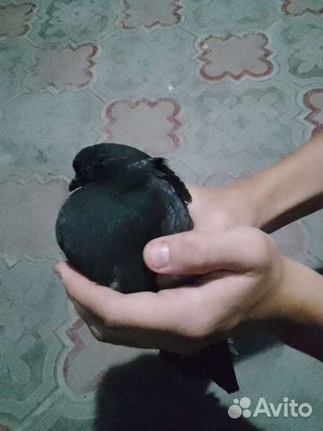 Продажа бакинских голубей