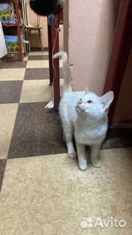 Спасите котика 4 месяца
