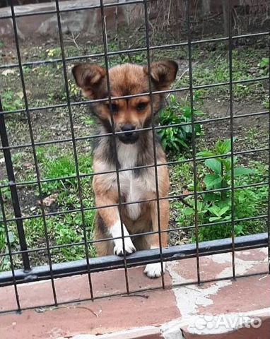 Ищет лучший дом мелкая собачка Чебурашка