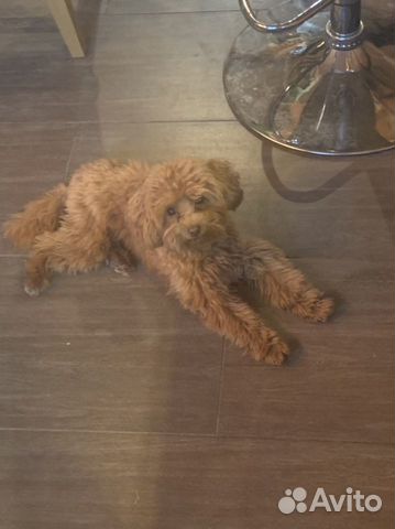 Собака мальтипу мини