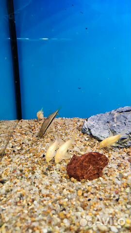 Отдам в надёжные руки аквариумных рыб
