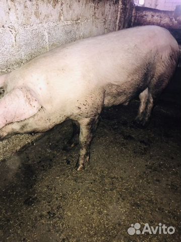 Молодой хряк см1+Пьетрен