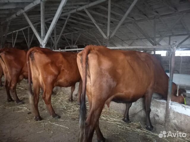 Продам доенных коров