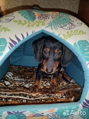 Карликовая такса