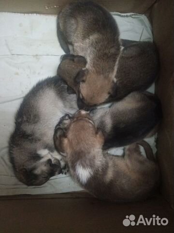 Щенки в добрые руки