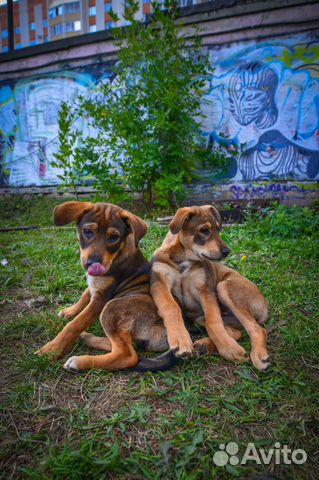 Девчонки-собачонки в добрый дом