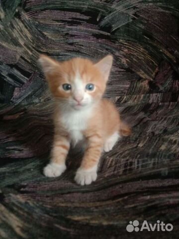 Котик
