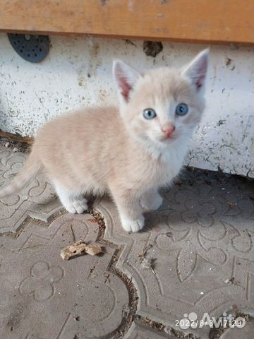 Рыжий пушистик ждет своих хозяев