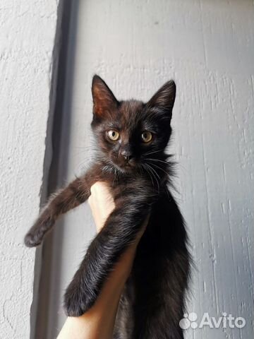 Кошка 2,5 месяца
