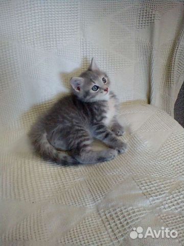 Сибирская кошка