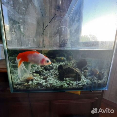 Аквариумные рыбки