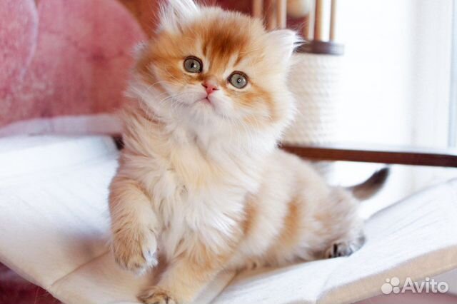 Шоколадная золотая шиншилла