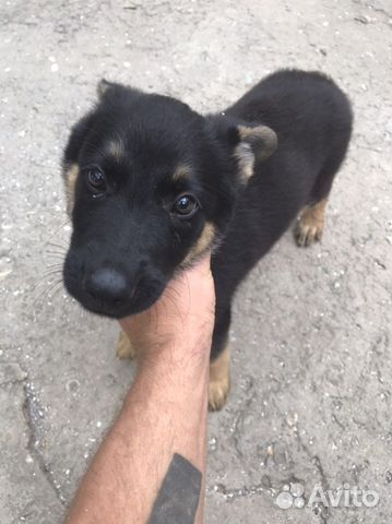 Щенки немецкой овчарки