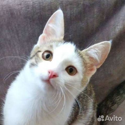 Очень умный котенок по имени Лори.,3 месяца