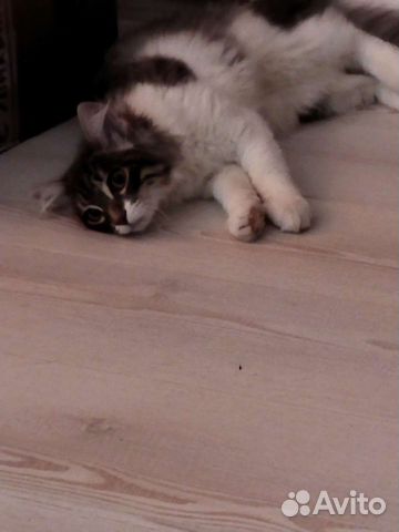 Сибирские котята