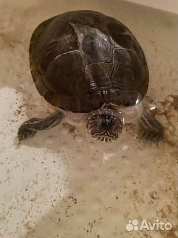 Черепаха