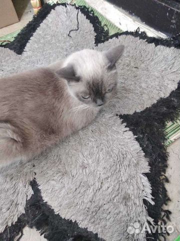 Кошки в добрые руки бесплатно