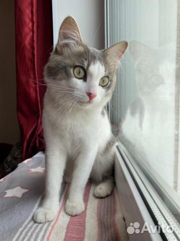 Котик зайчонок ждет родителей