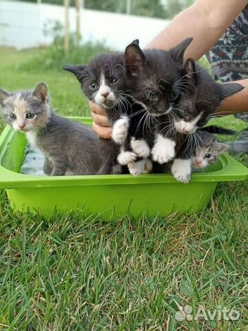 Мушкетёры. Котята в дар