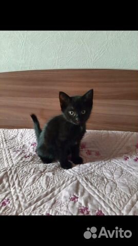 Кошки бесплатно