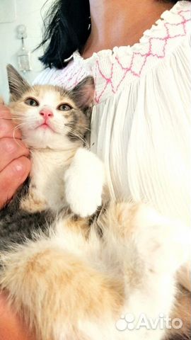 Котик, в добрые руки, бесплатно