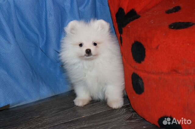 Медвежонок шпица с праздничной ценой