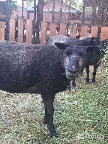 Овцы голубой тексель