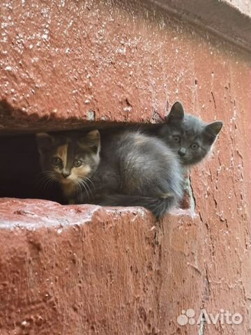 Котята в добрые руки бесплатно