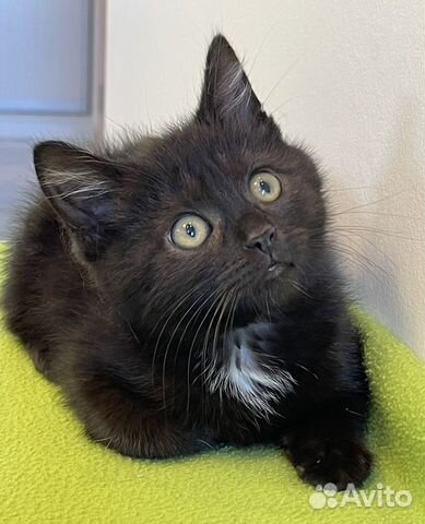 Черный котенок спасенный с улицы 2 мес