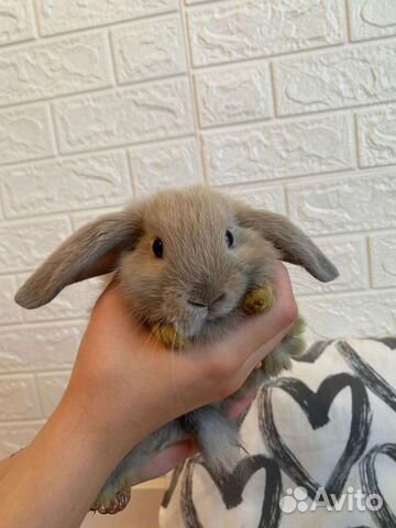 Малыши вислоушки