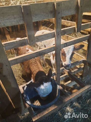 Бычки,телята,телочки
