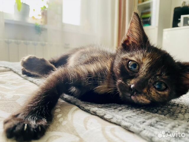 Кошечка в добрые руки