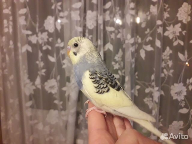 Птенцы волнистых попугаев домашнего разведения