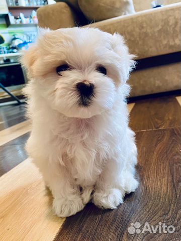 Мальтийская болонка