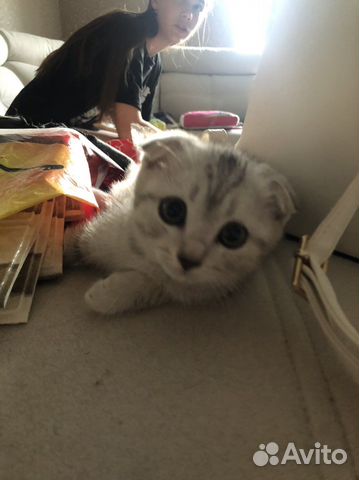 Шотладская кошка