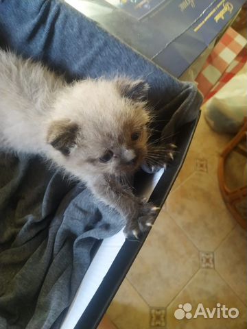 Сиамские кошки бесплатно