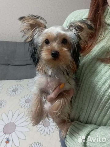 Йоркширский терьер