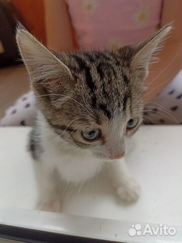 Кошечка в добрые руки