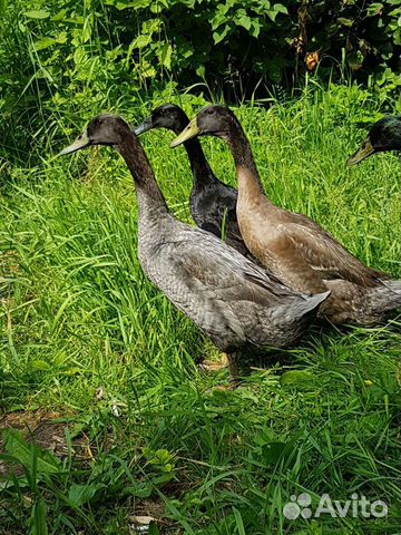 Утки индийский бегунок